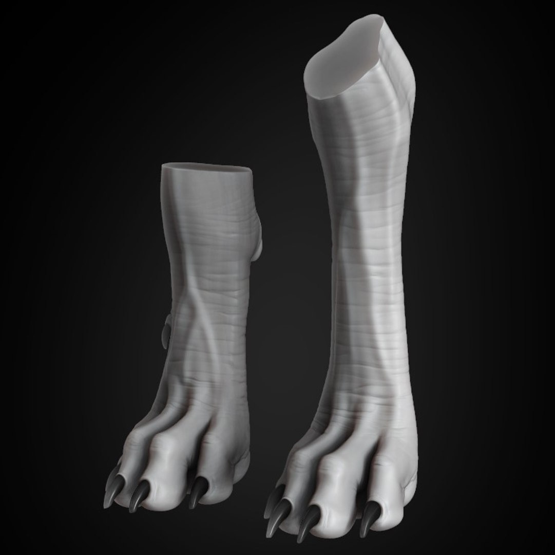 Dog Paw 3D Model - TurboSquid 1523945