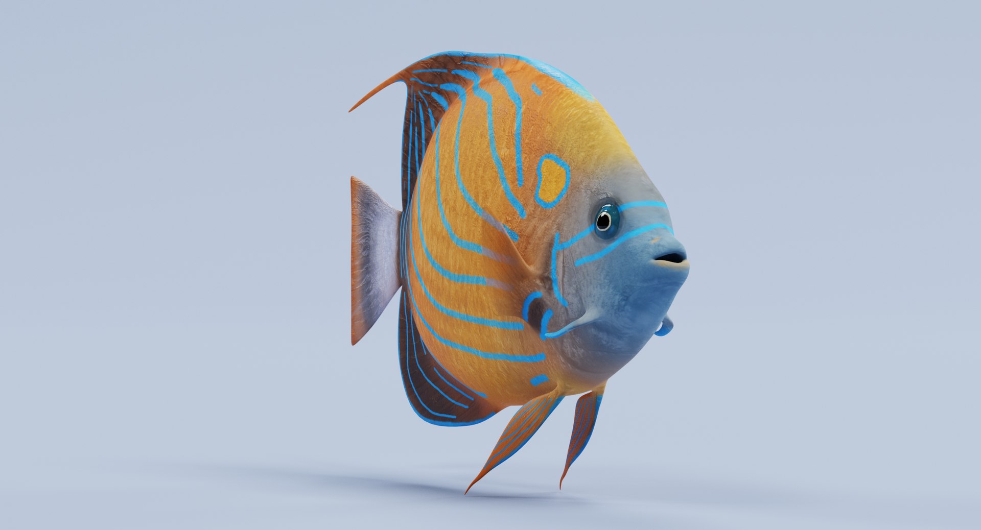 3D Blue Ring Angelfish Model - TurboSquid 1246661