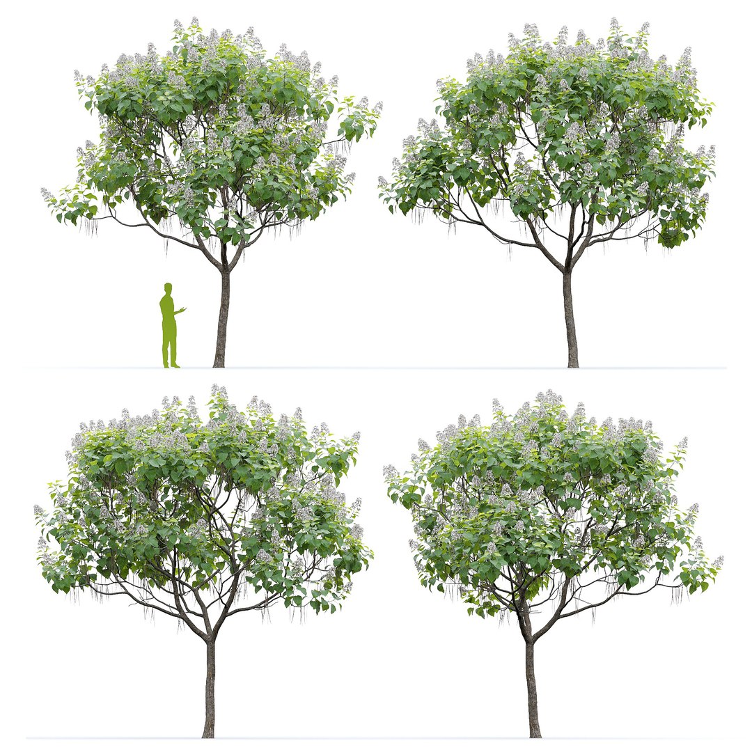 Catalpa V1 3D Model - TurboSquid 2457672