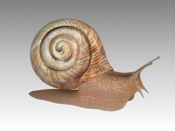 3d model snail