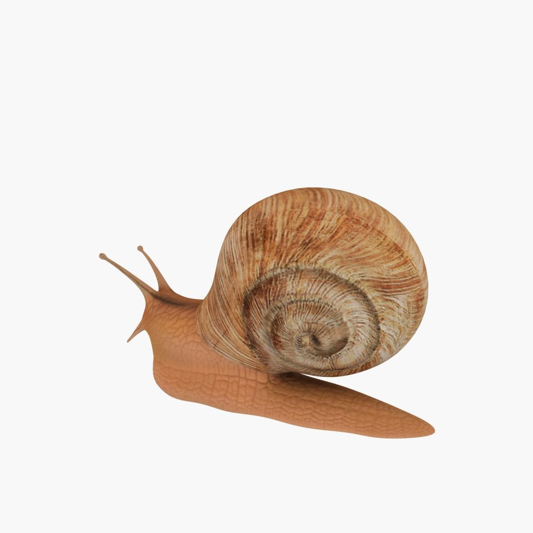 3d Model Snail