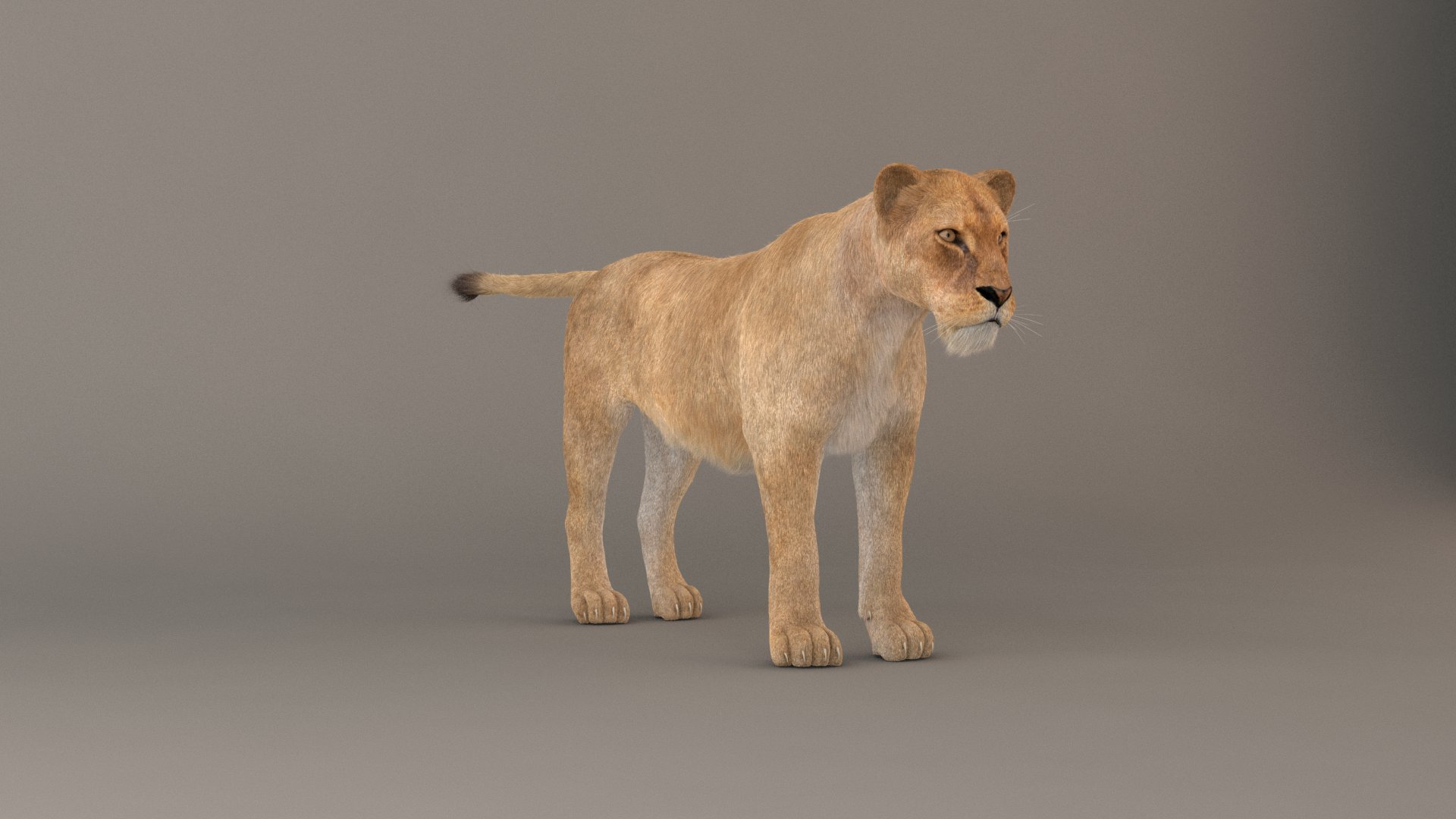3D Fur Lioness Model - TurboSquid 1439450
