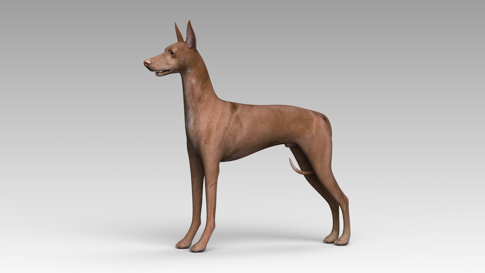 3d faraonovaja dog model