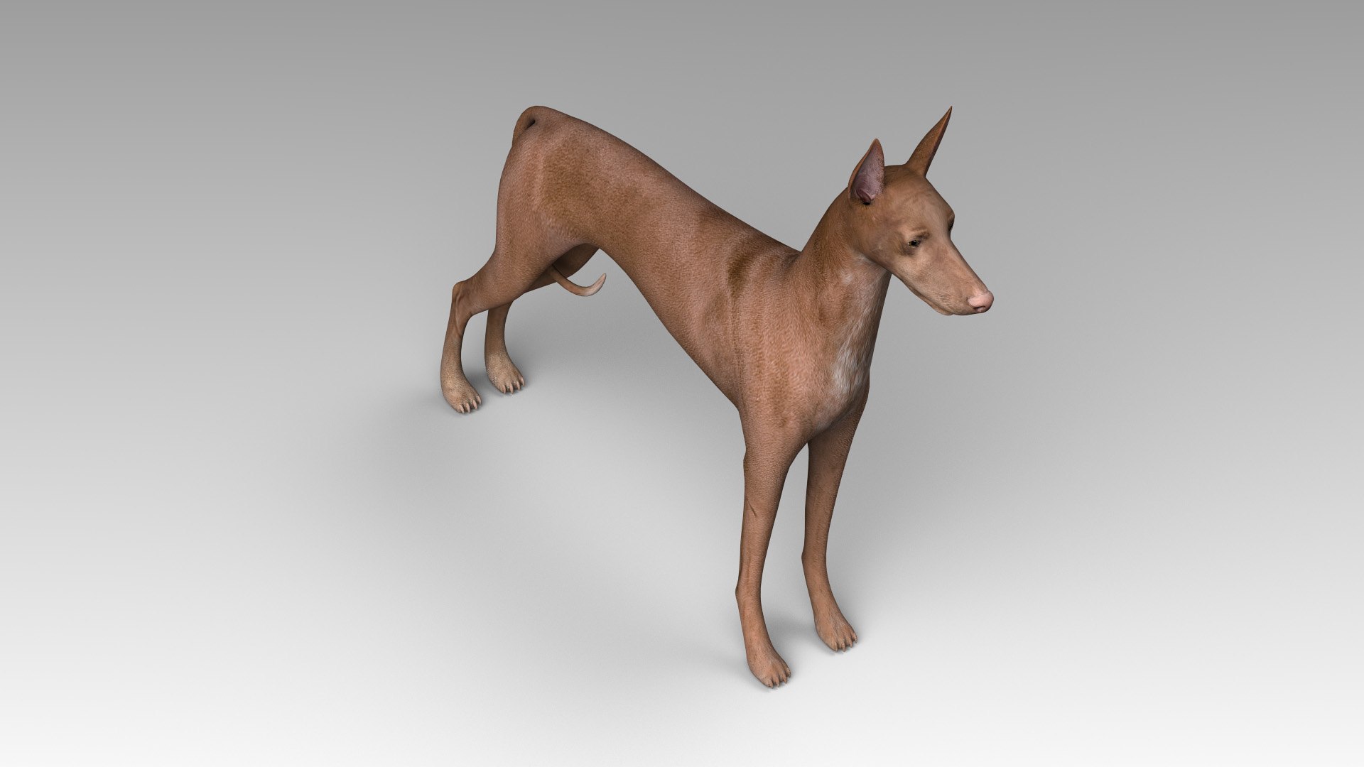 3d faraonovaja dog model