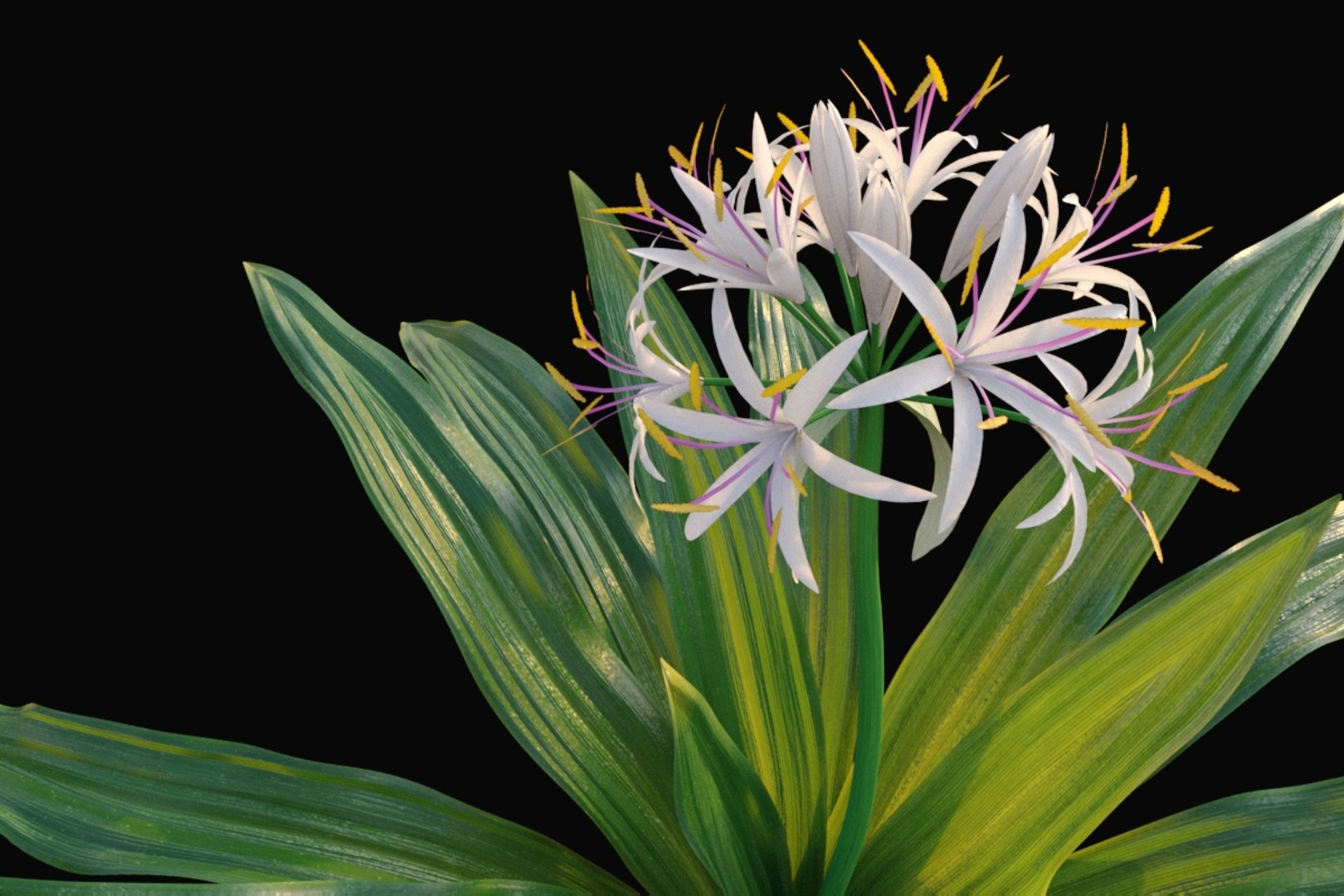 XfrogPlants Spider Lily - Crinum Asiaticum 3D Model - TurboSquid 1730999