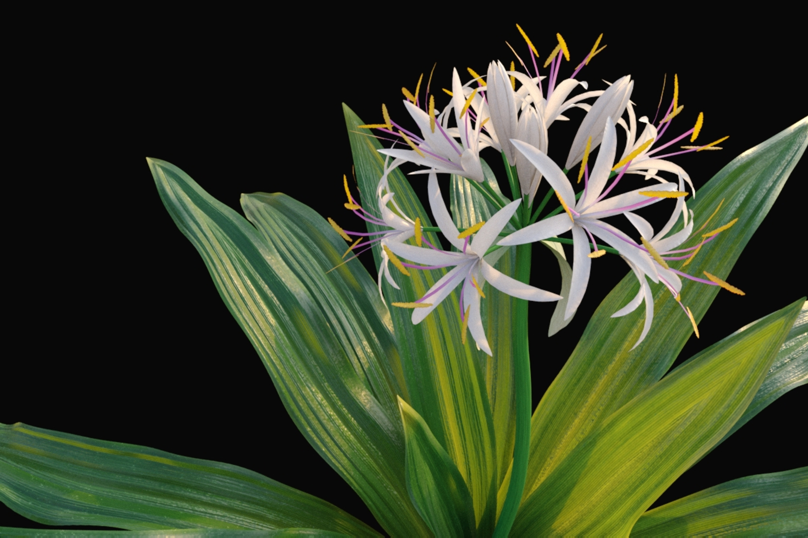 XfrogPlants Spider Lily - Crinum Asiaticum 3D model - TurboSquid 1730999