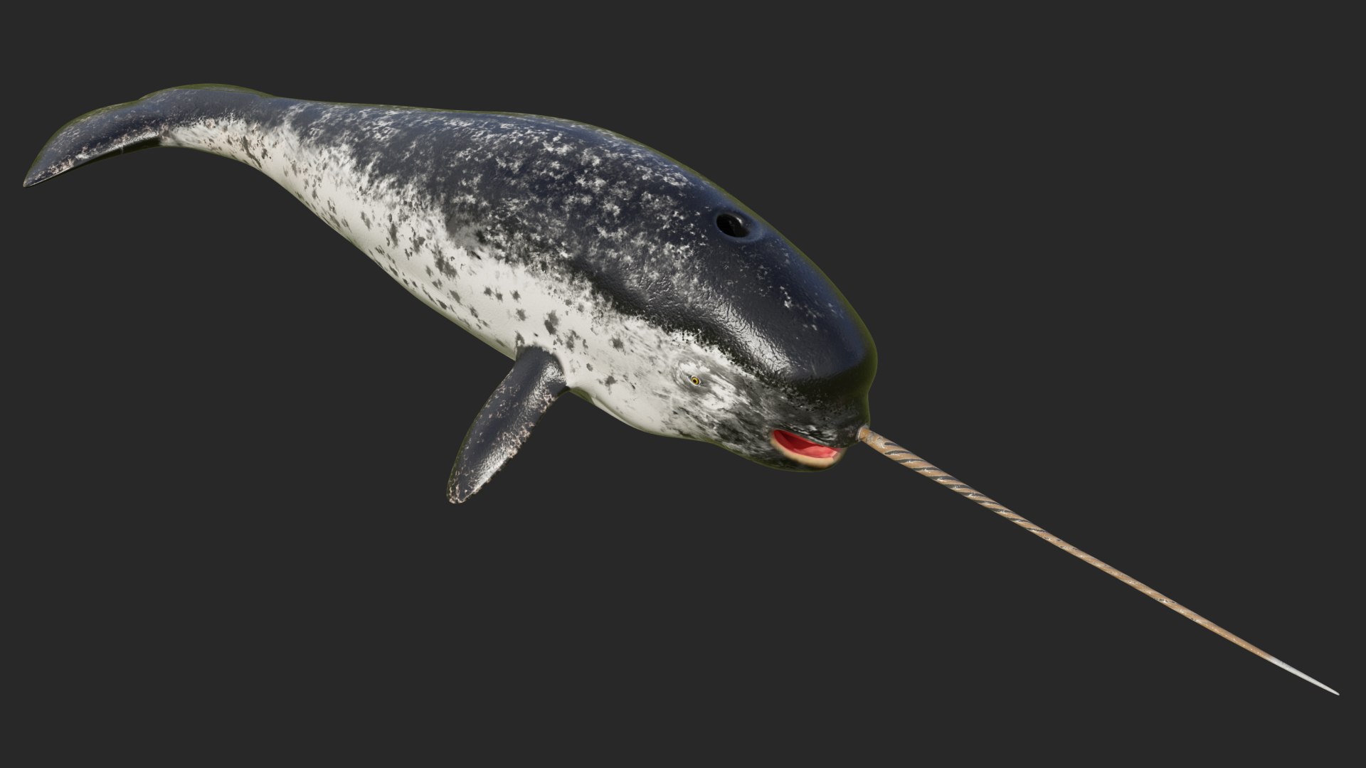 3D Model Toothed Whale Narwhal Rigged Animal - TurboSquid 1487527