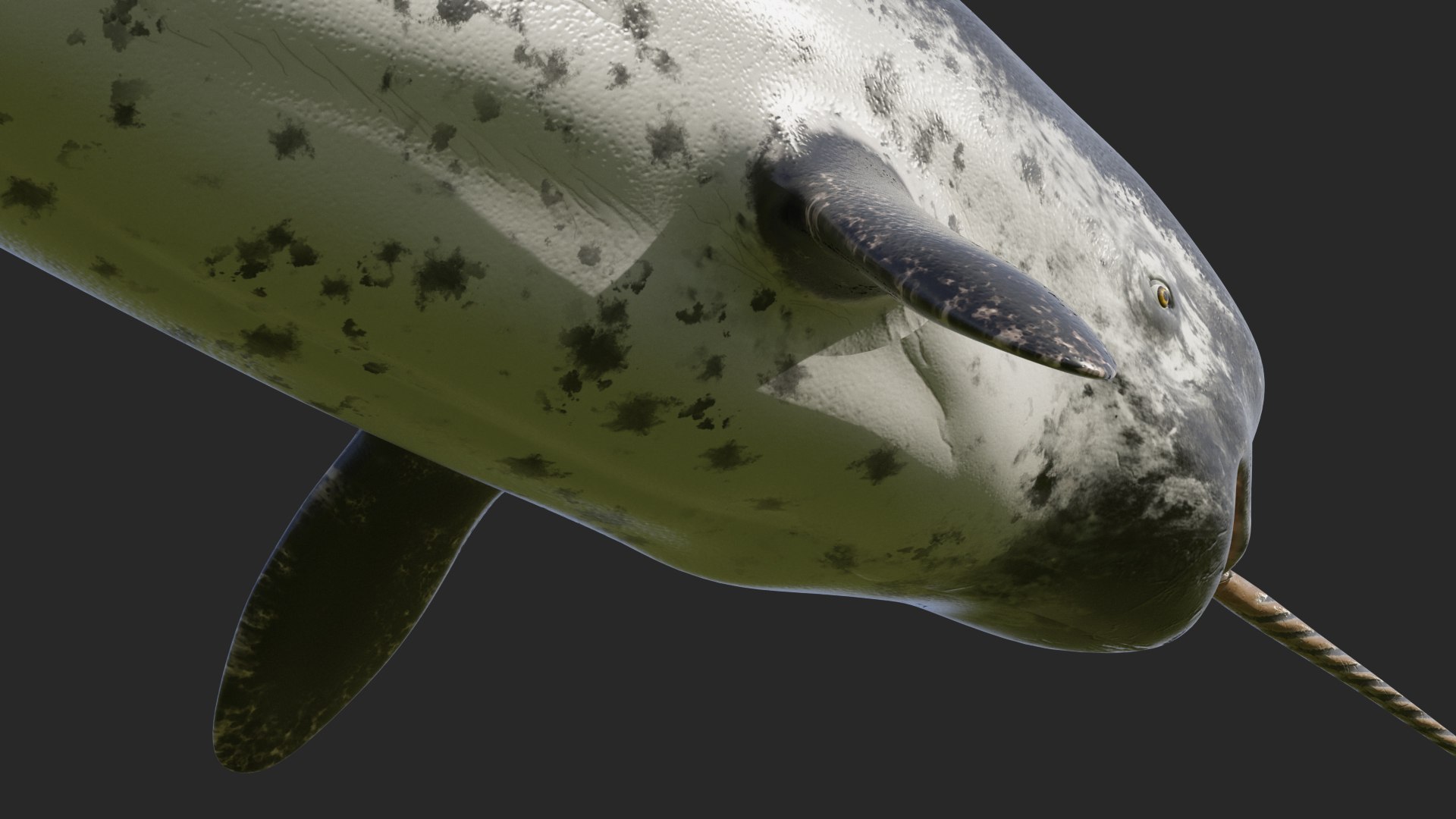 3D Model Toothed Whale Narwhal Rigged Animal - TurboSquid 1487527