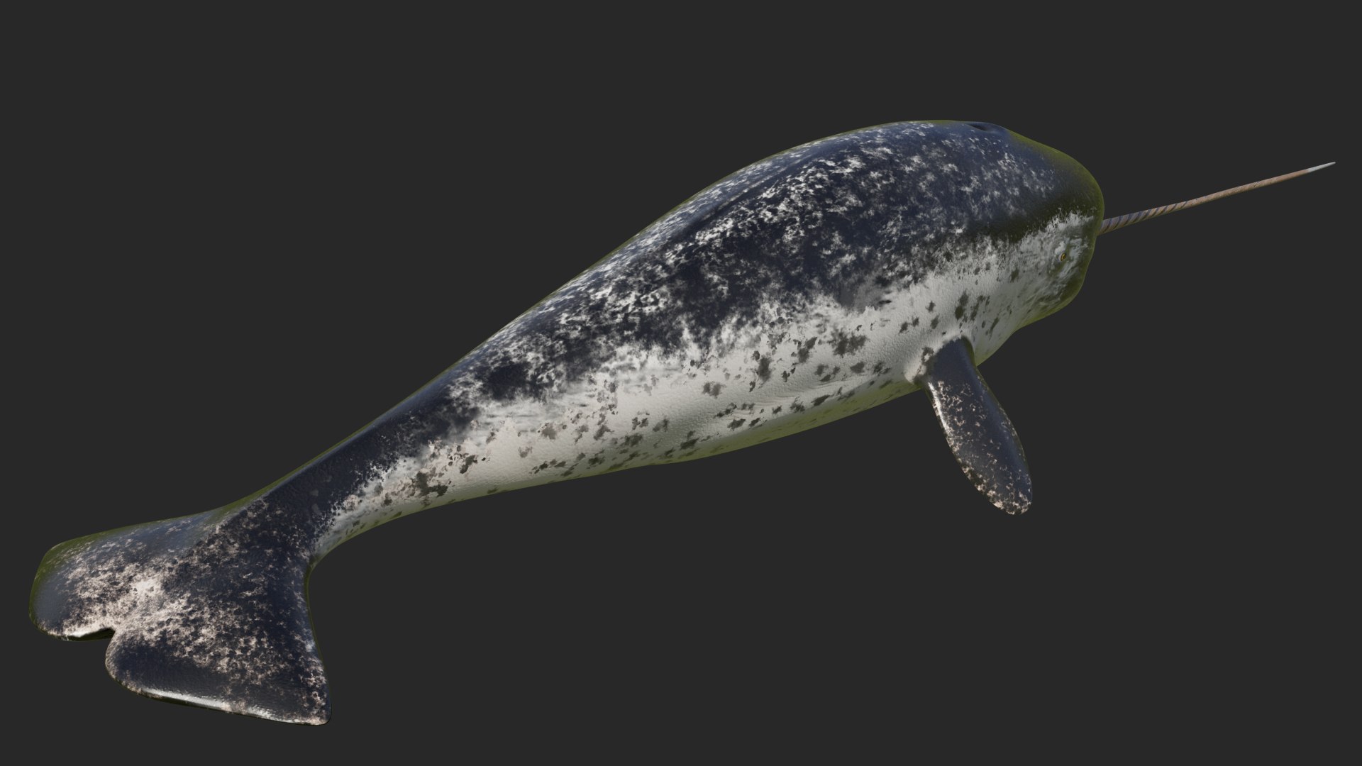 3D Model Toothed Whale Narwhal Rigged Animal - TurboSquid 1487527