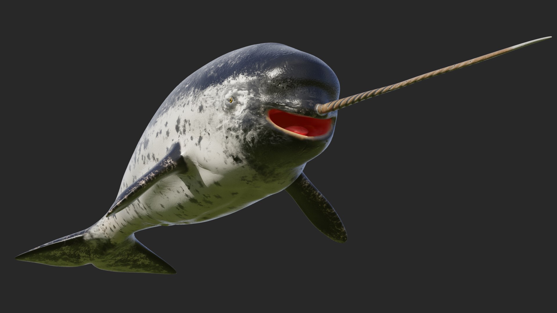 3D Model Toothed Whale Narwhal Rigged Animal - TurboSquid 1487527