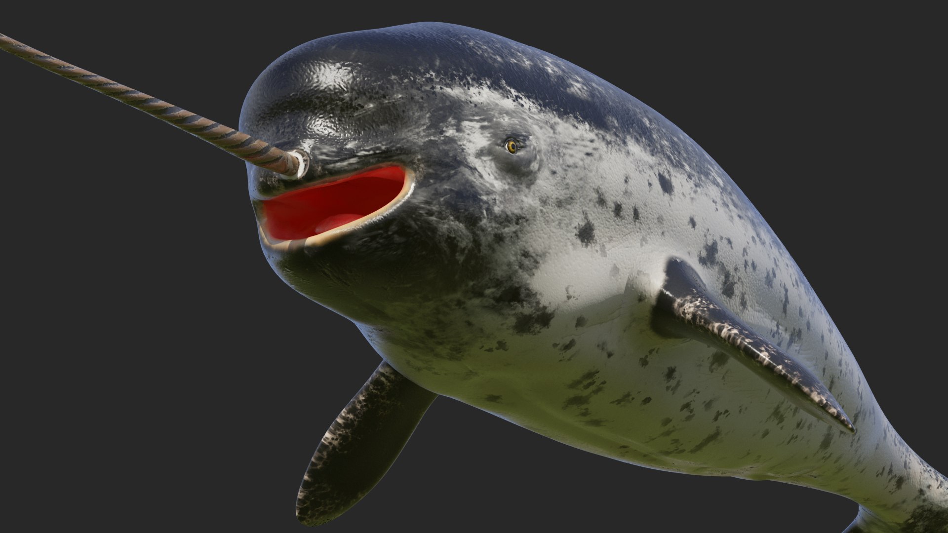 3D Model Toothed Whale Narwhal Rigged Animal - TurboSquid 1487527