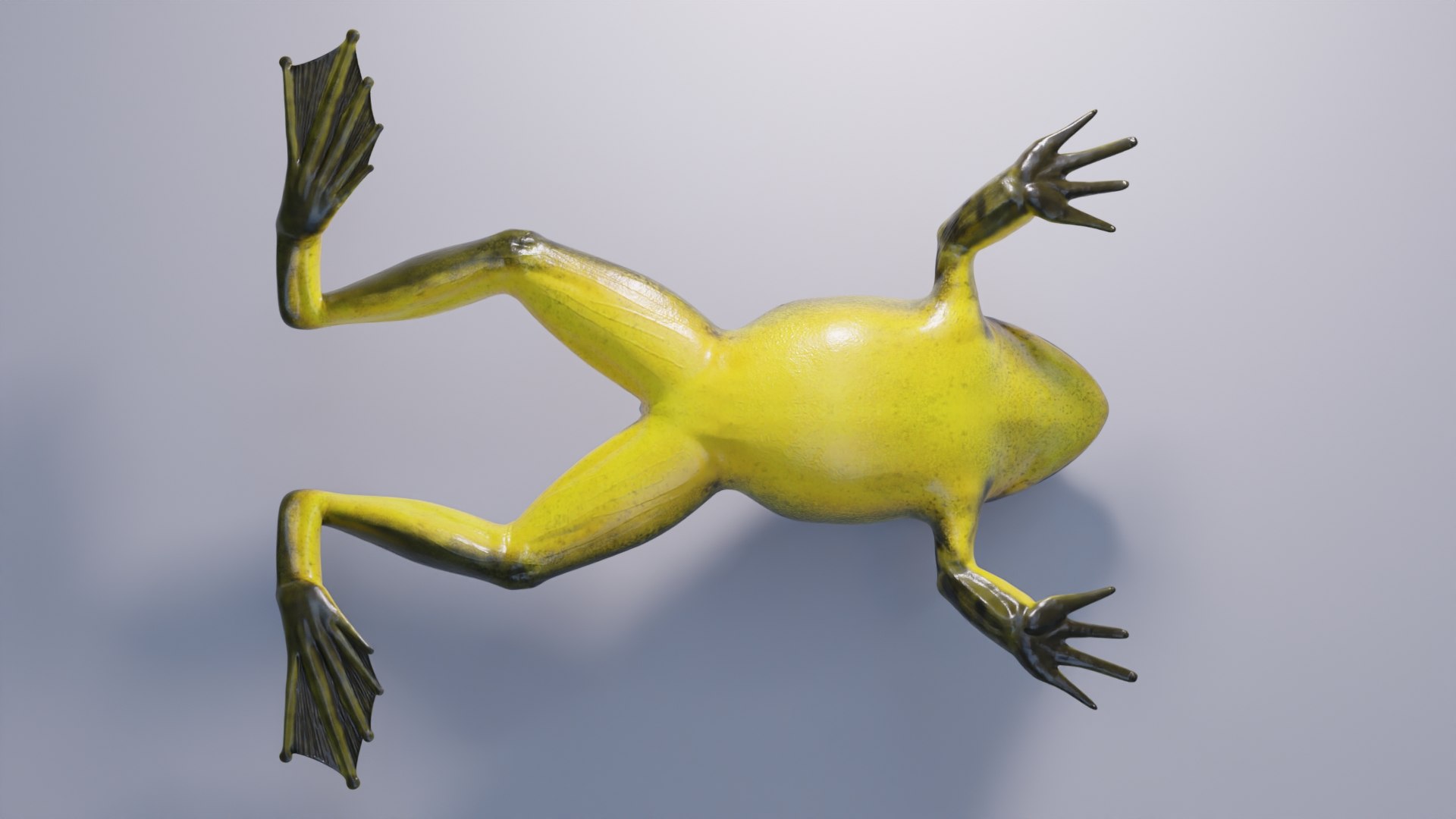 Goliath Bullfrog - Rigged 3D Model - TurboSquid 2031798