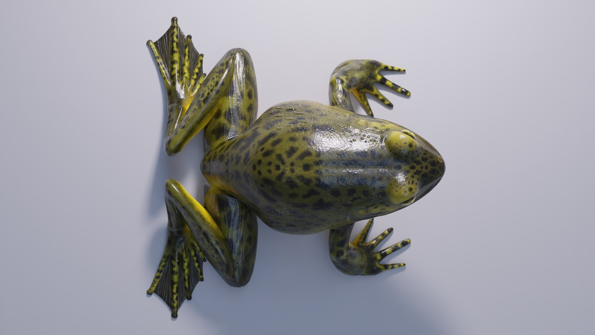 Goliath Bullfrog - Rigged 3D Model - TurboSquid 2031798
