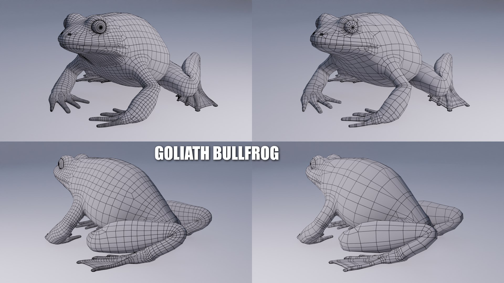 Goliath Bullfrog - Rigged 3D Model - TurboSquid 2031798
