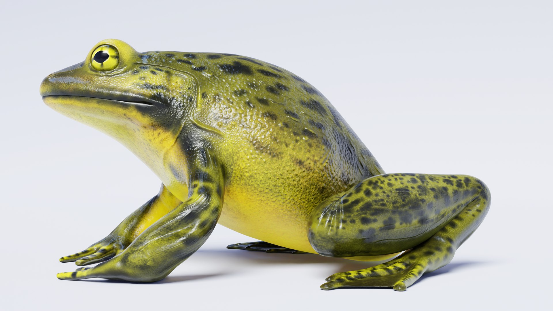Goliath Bullfrog - Rigged 3D Model - TurboSquid 2031798