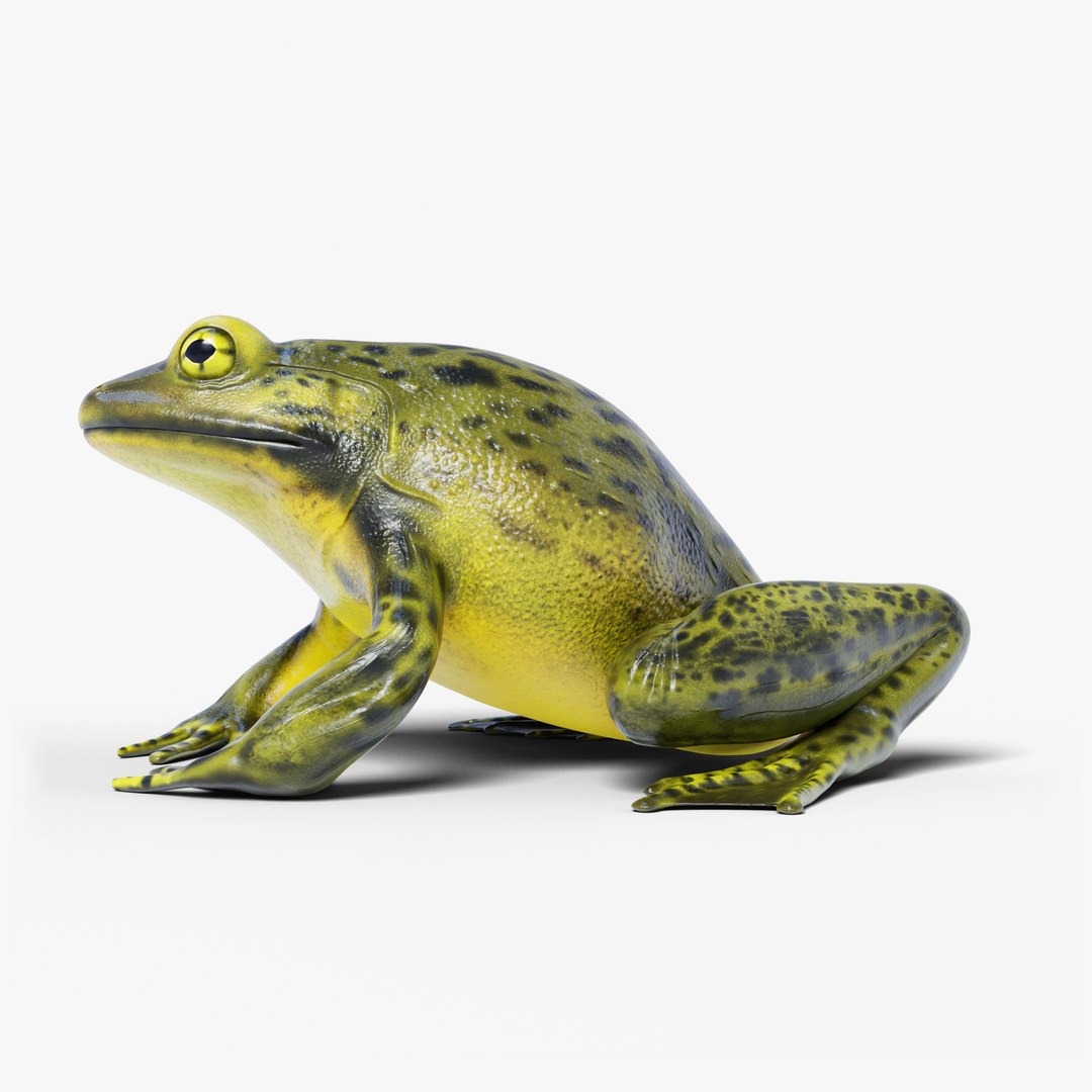 Goliath Bullfrog - Rigged 3D model - TurboSquid 2031798
