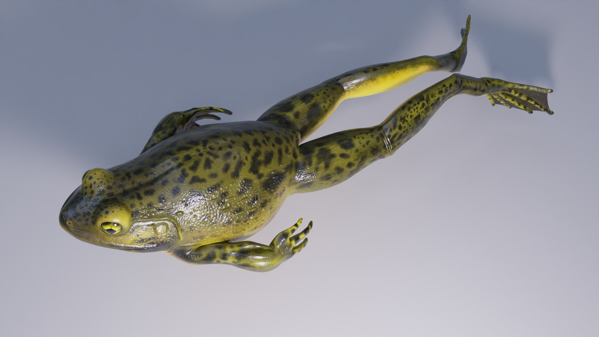 Goliath Bullfrog - Rigged 3D Model - TurboSquid 2031798