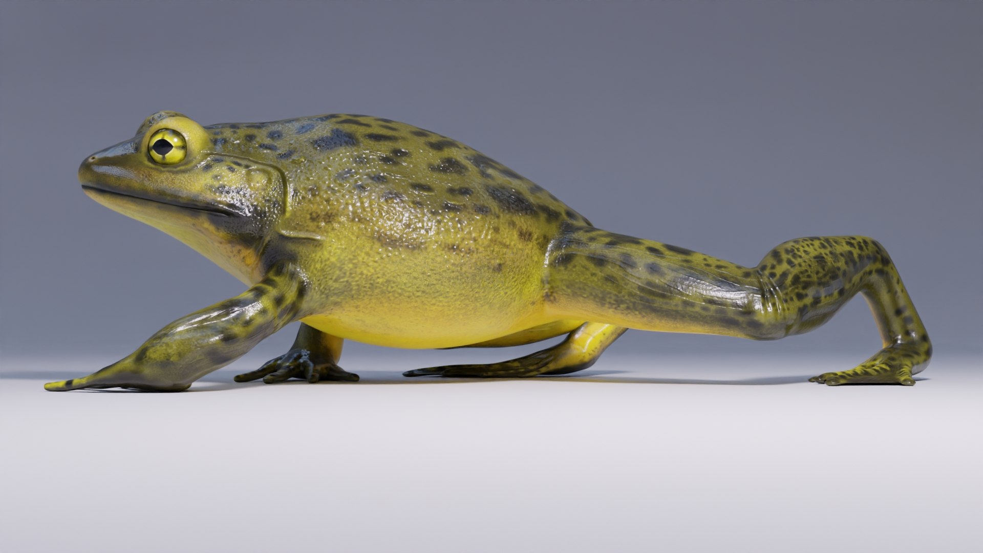 Goliath Bullfrog - Rigged 3D Model - TurboSquid 2031798