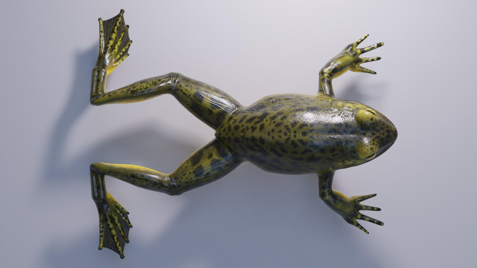 Goliath Bullfrog - Rigged 3D Model - TurboSquid 2031798