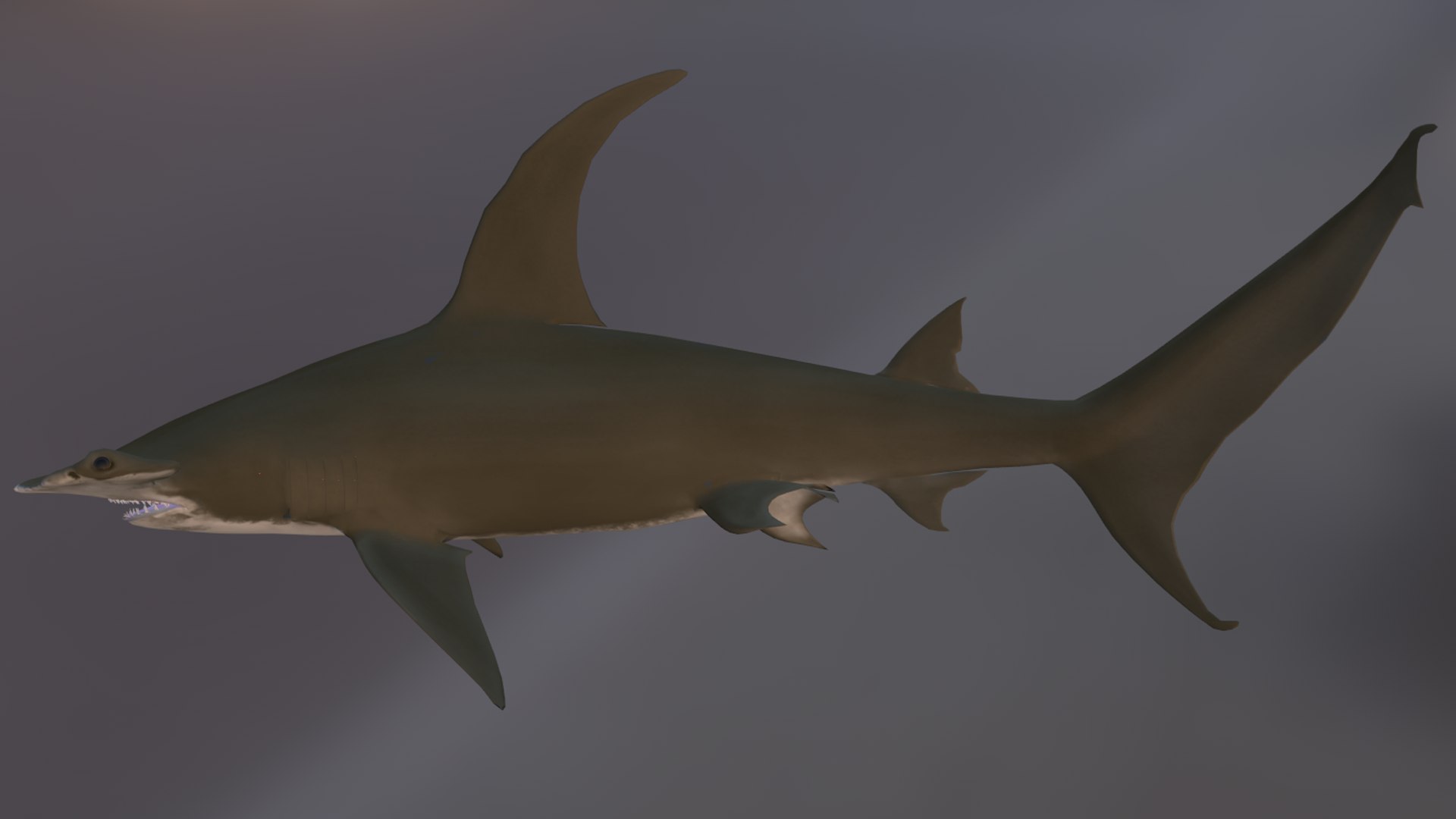 3D Model Hammer Shark - TurboSquid 2118152