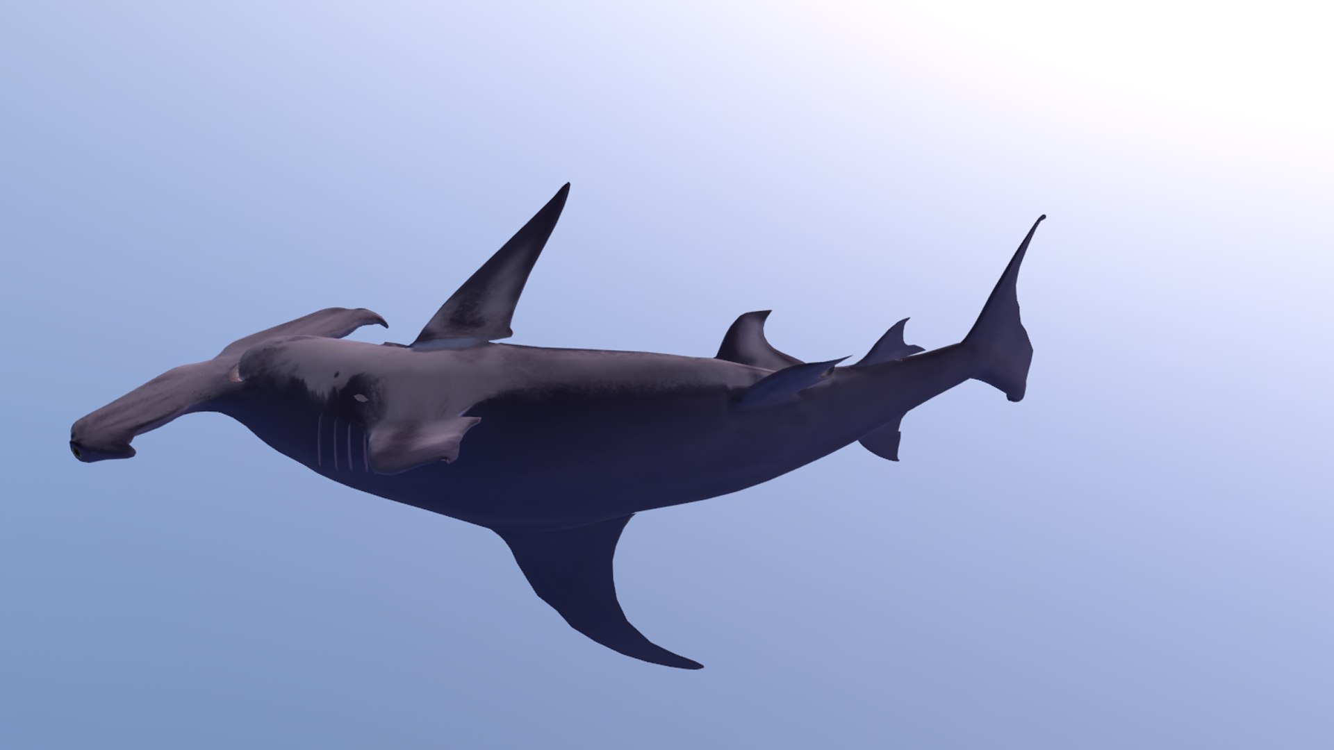 3D Model Hammer Shark - TurboSquid 2118152