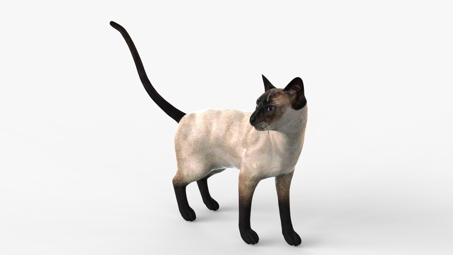 Siamese Cat Rigged For Cinema FBX 3D Model - TurboSquid 2070120