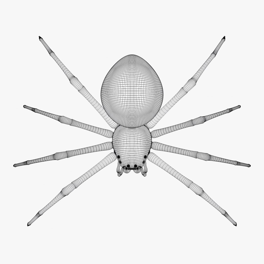 3D Spider 8k Pbr Rigged Model - TurboSquid 1648782