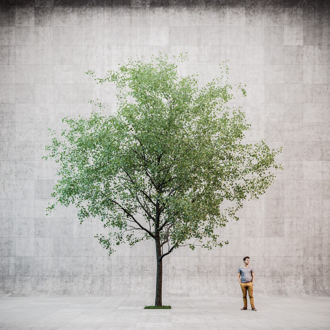 3D linden tree leaf - TurboSquid 1535181