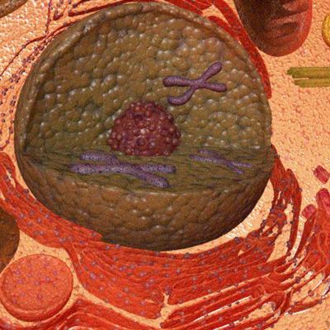 organically eukaryote animal cell max