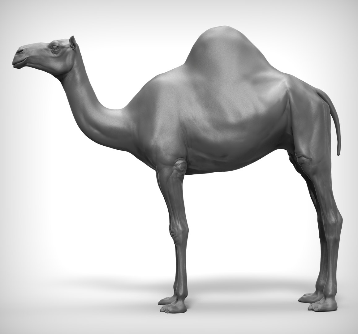 Camel Realistic 3D - TurboSquid 1178237