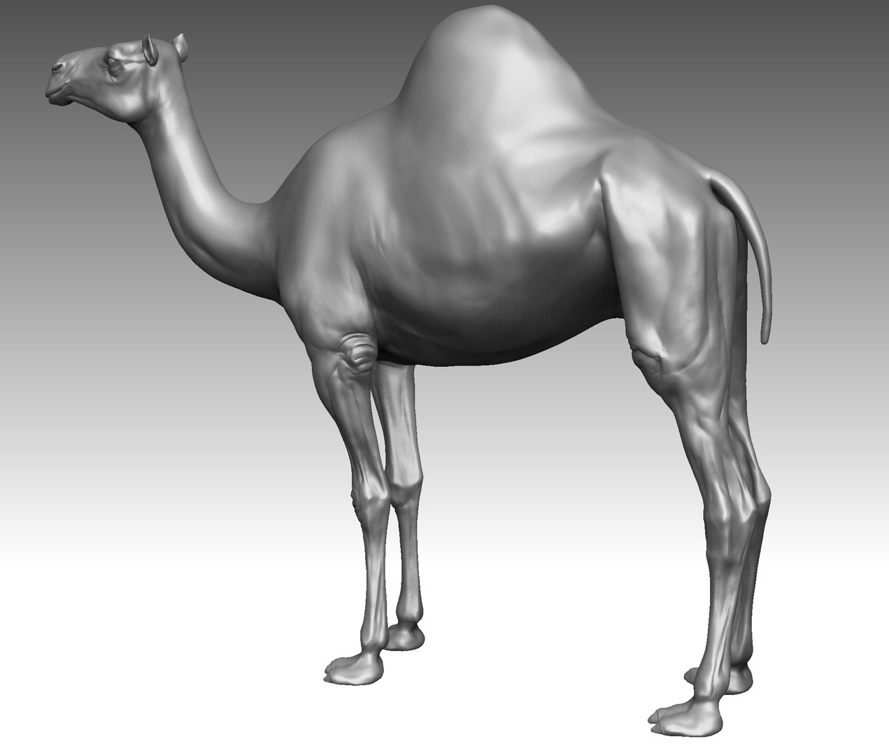 Camel Realistic 3D - TurboSquid 1178237