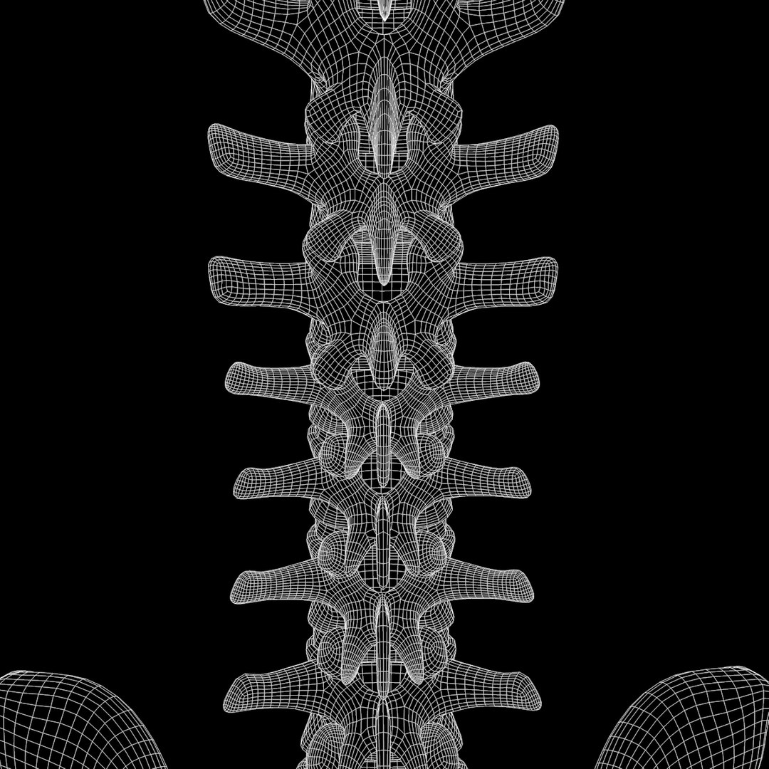 Free 3D model spine anatomy spinal column - TurboSquid 1398585