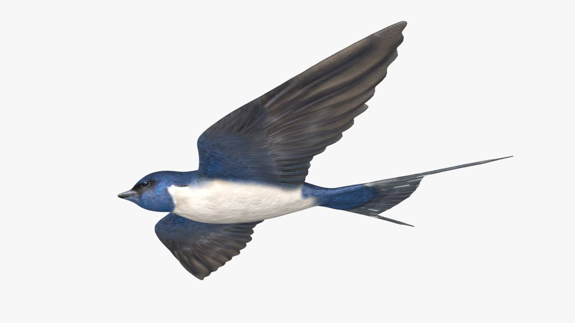 Rigged Swallow 3D Model - TurboSquid 1779344