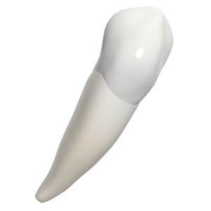 Science Premolar 3D Models for Download | TurboSquid