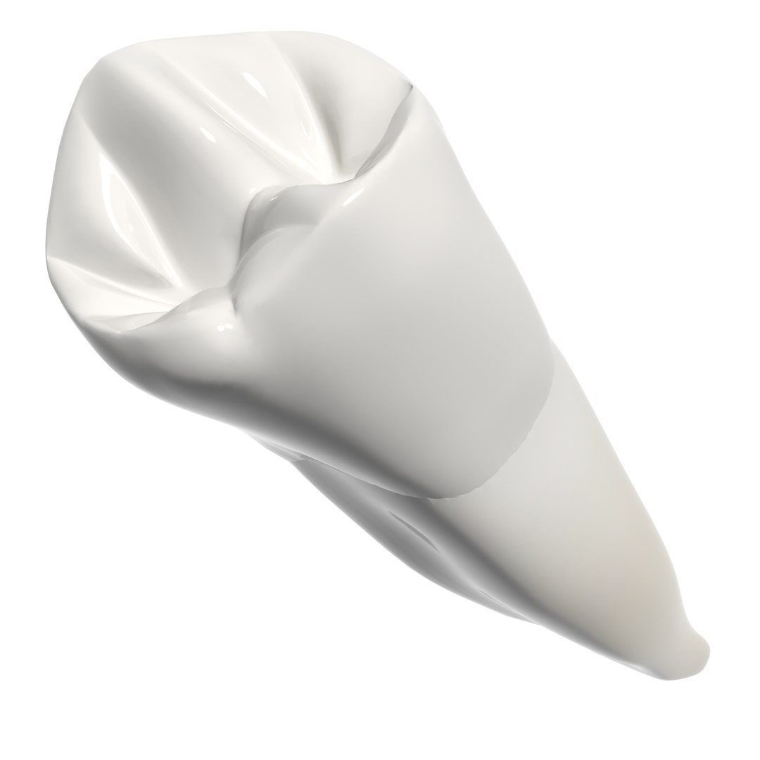 3d Lower Premolar Model