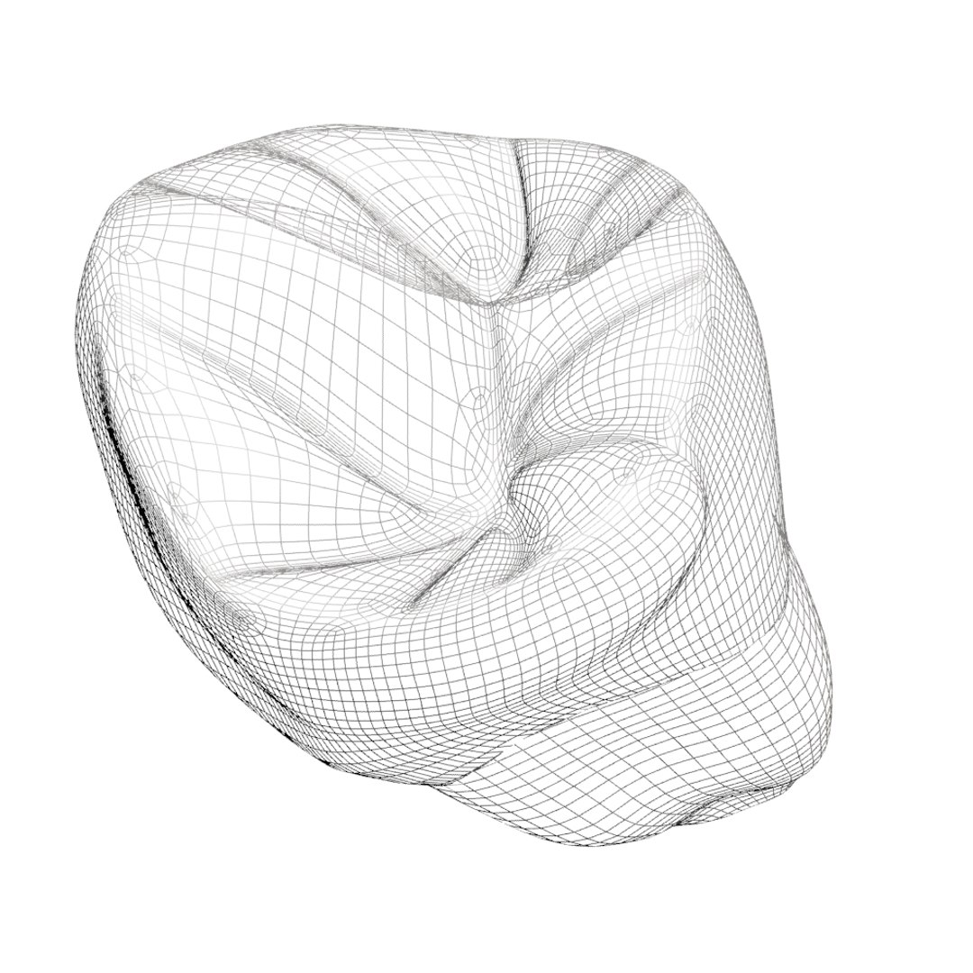 3d Lower Premolar Model