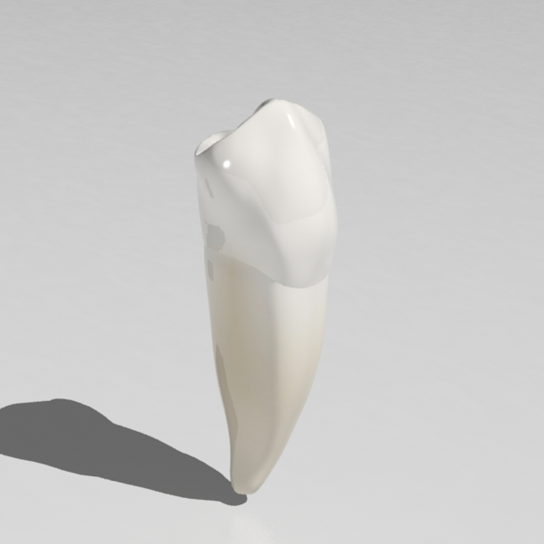 3d Lower Premolar Model