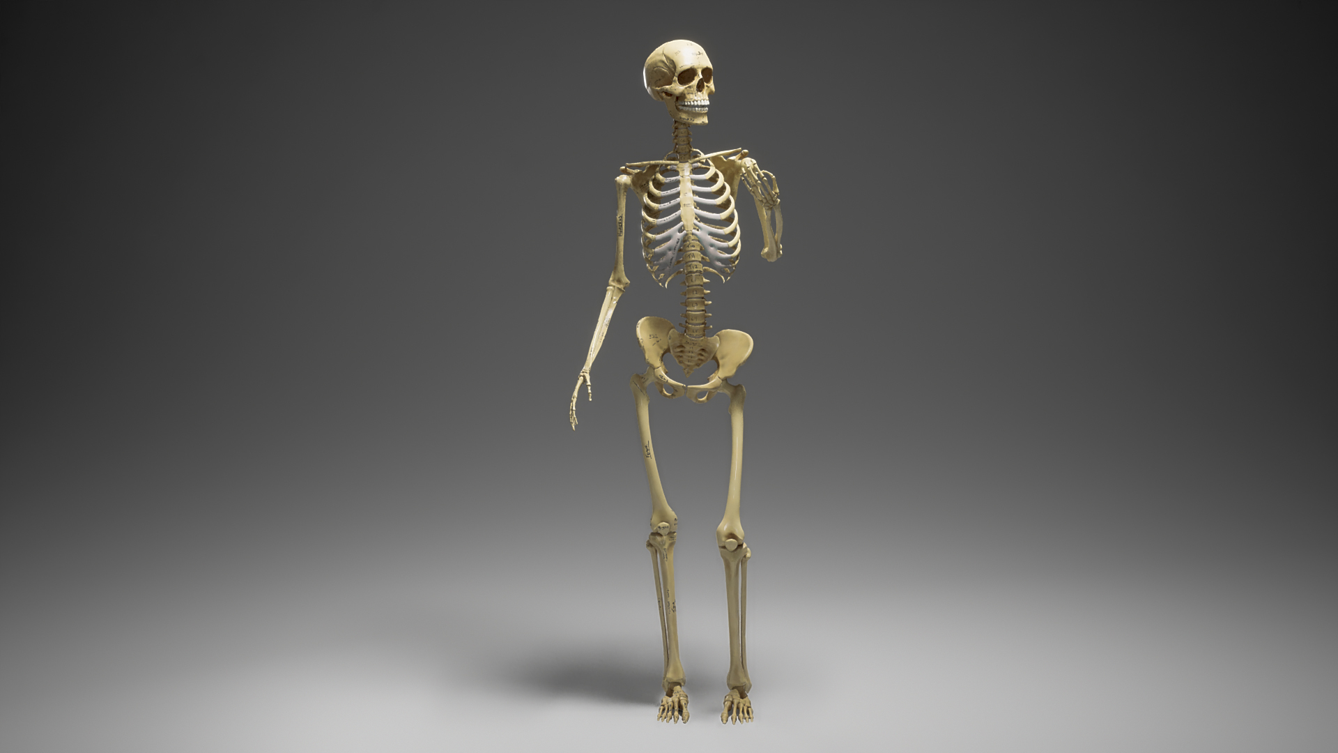 3D female skeleton rigged model - TurboSquid 1673641