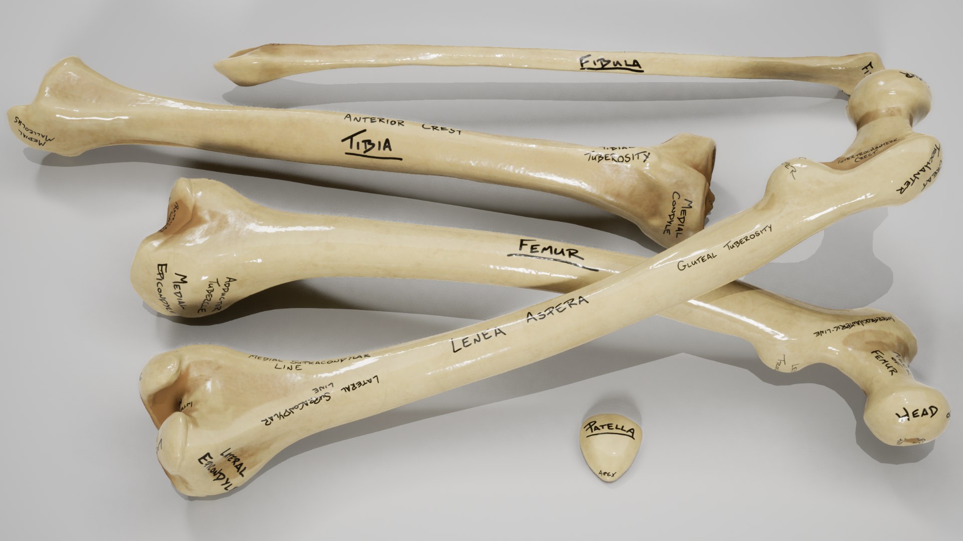 3D Female Skeleton Rigged Model - TurboSquid 1673641