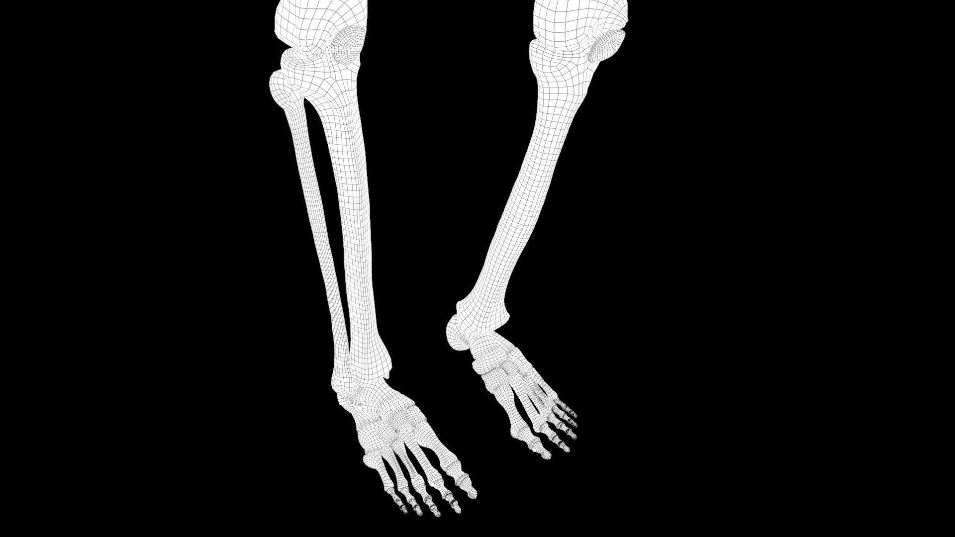 3D Female Skeleton Rigged Model - TurboSquid 1673641