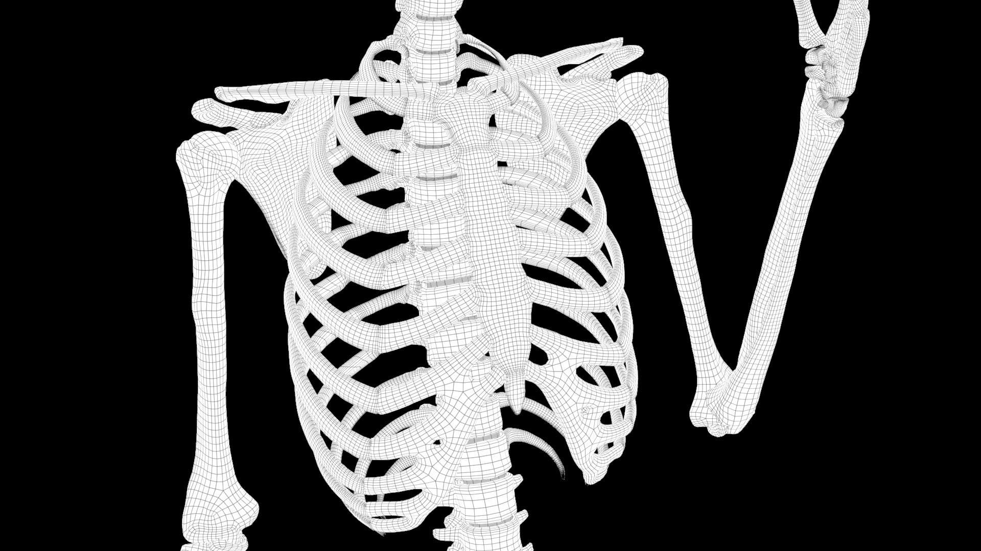 3D Female Skeleton Rigged Model - TurboSquid 1673641