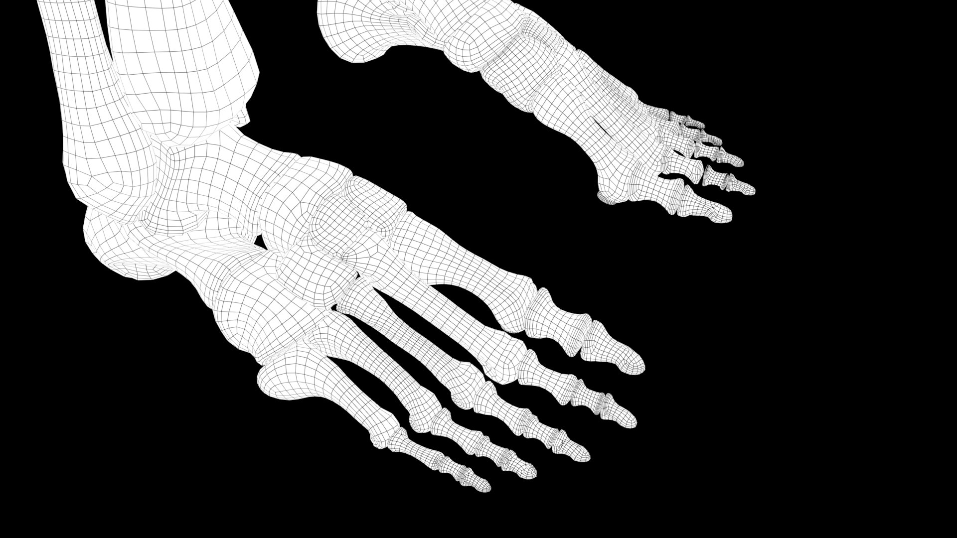 3D Female Skeleton Rigged Model - TurboSquid 1673641