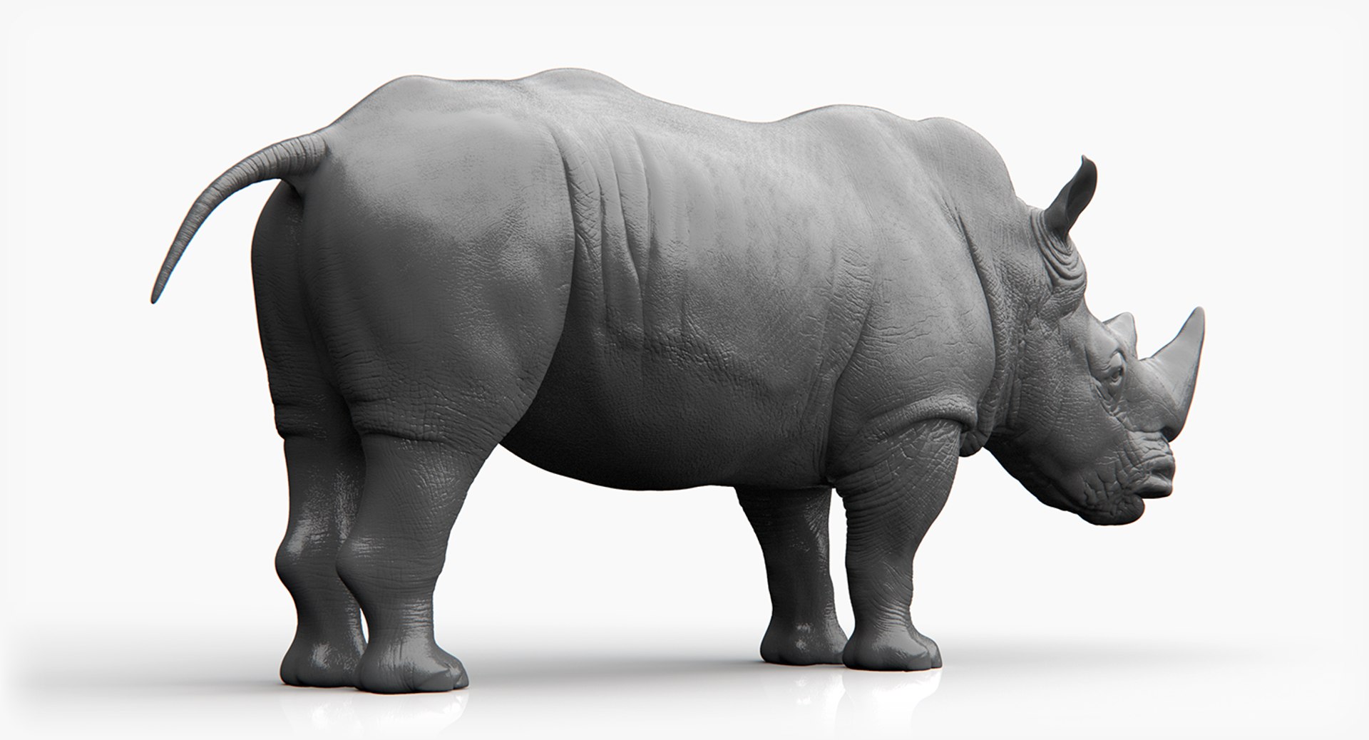 Realistic Rhino Model - TurboSquid 1351004