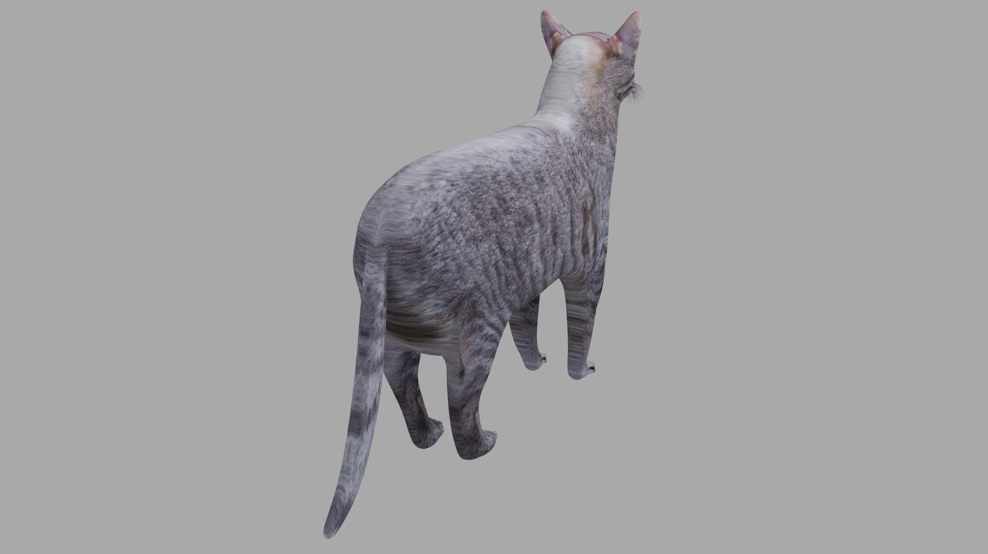 3D Grey cat OBJ - TurboSquid 2096921