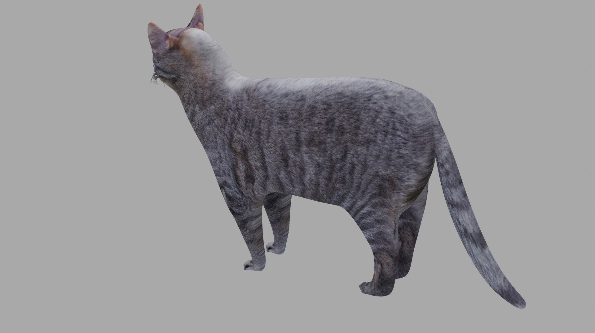 3D Grey cat OBJ - TurboSquid 2096921