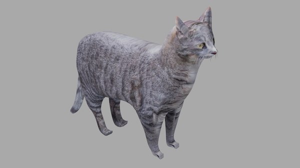 modelo 3d Grey cat OBJ - TurboSquid 2096921