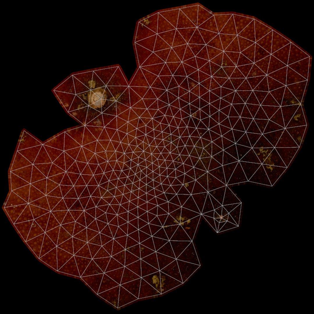 3D Lime Rotten - TurboSquid 1694734