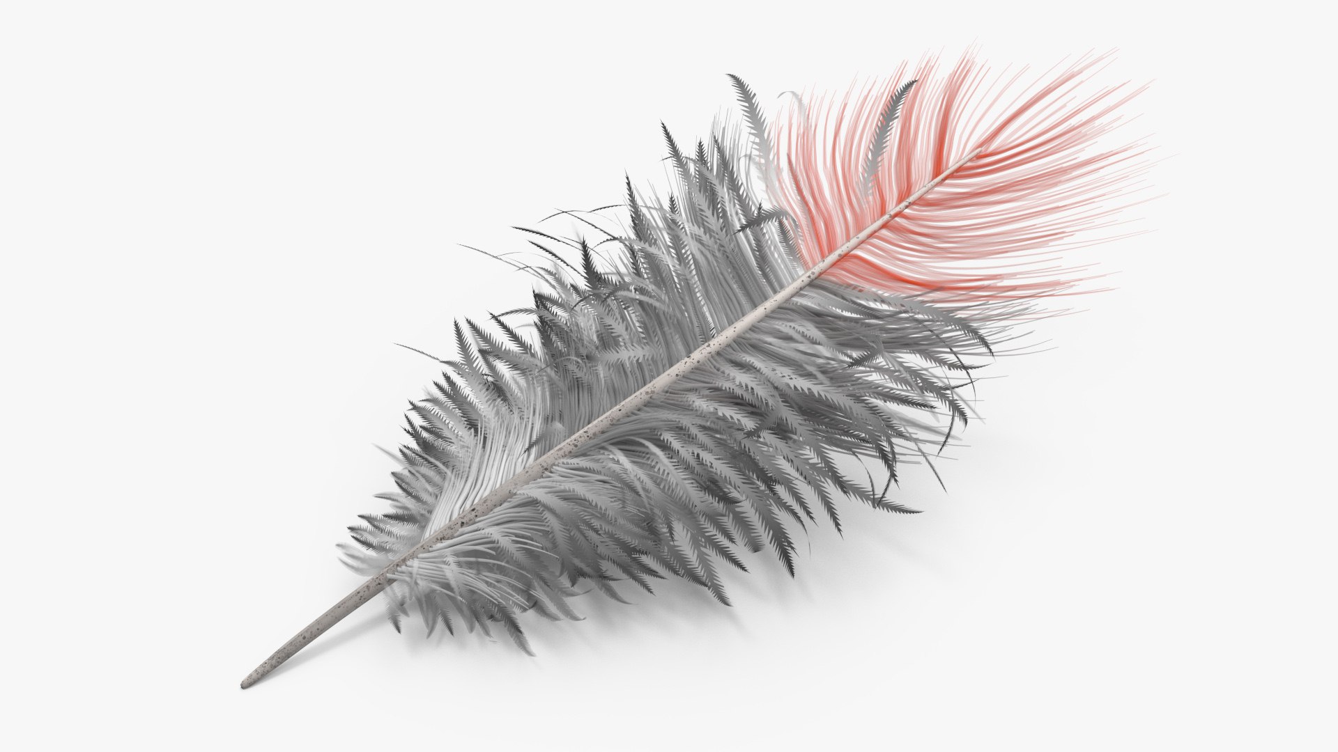 3D Northern Cardinal Feather Model - TurboSquid 2211851