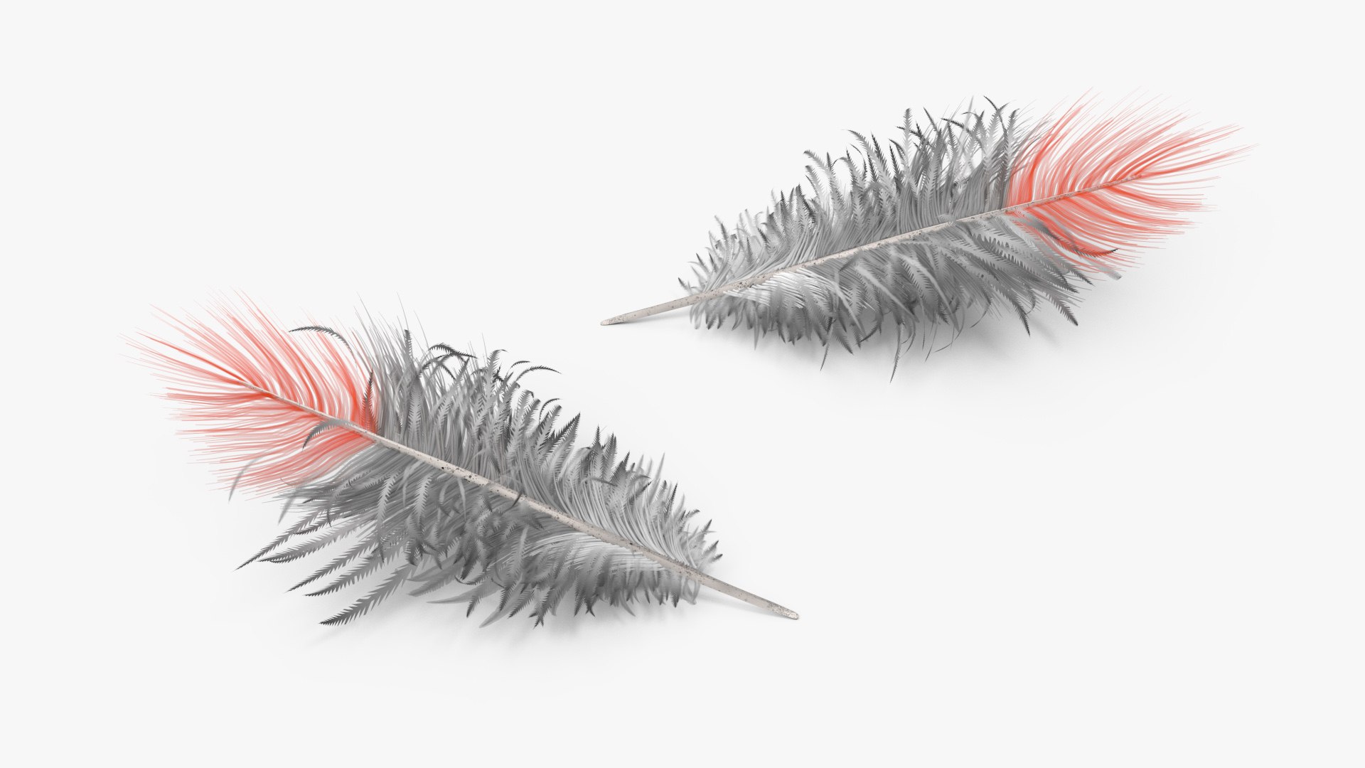 3D Northern Cardinal Feather Model - TurboSquid 2211851