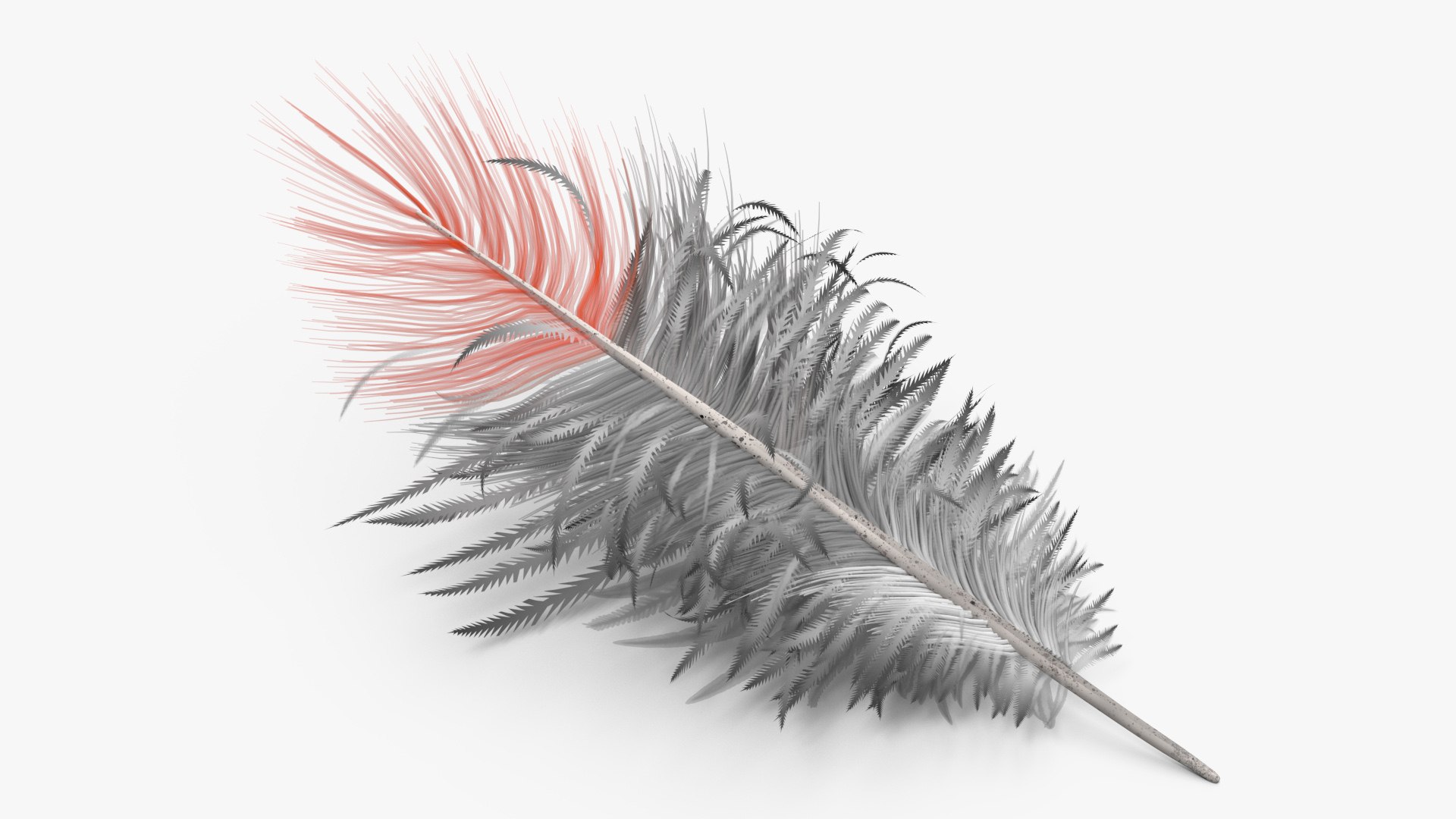 3D Northern Cardinal Feather Model - TurboSquid 2211851
